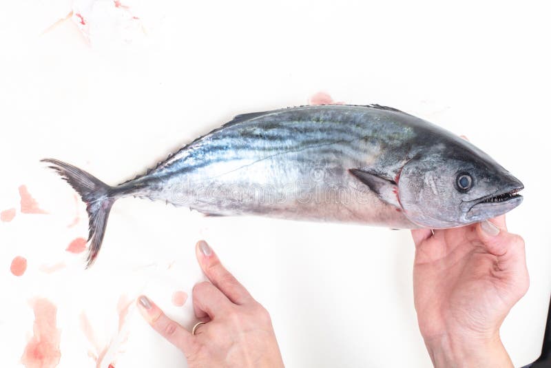 Atlantyckiego Bonito Palamida Ryba Zdjęcie Stock - Obraz złożonej z ...