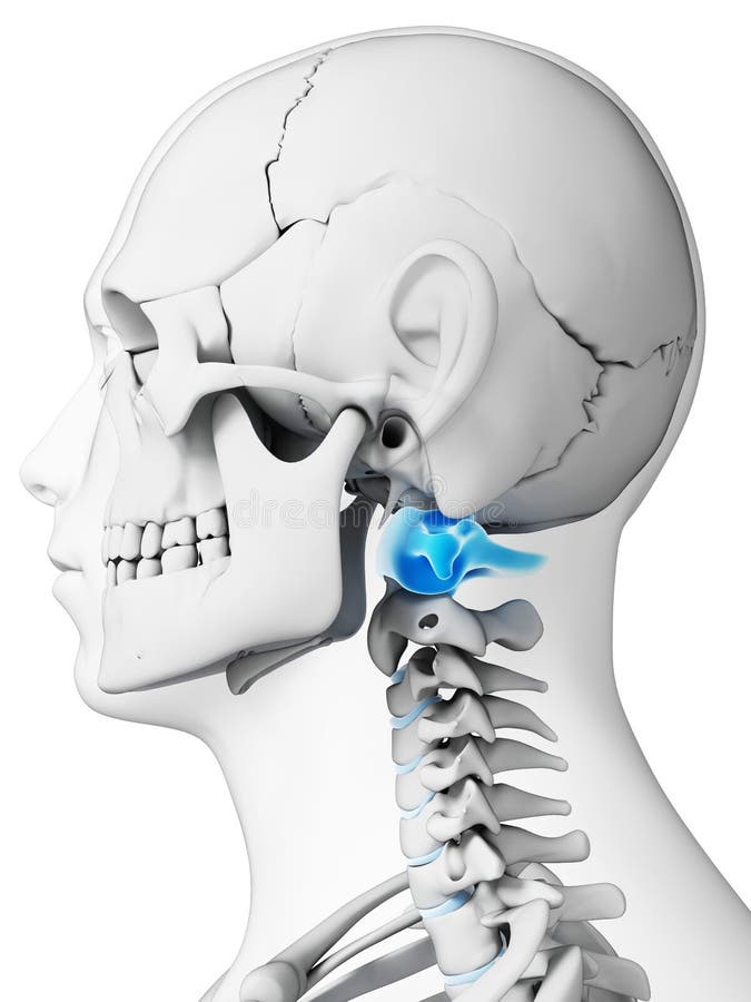 L'os d'atlas illustration stock. Illustration du humain - 56652436