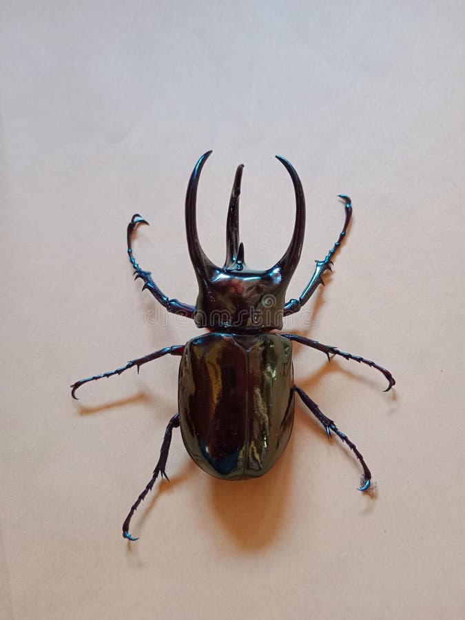 Atlas Beetle with Three Horns Stock Image - Image of atlas, horns ...