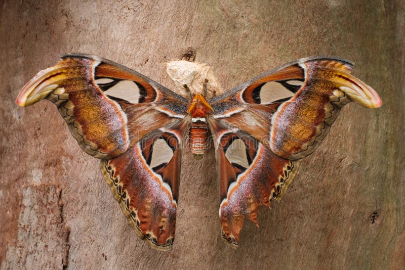 Atlas Butterfly - Attacus Atlas, The Biggest Butterfly - Picture. Image ...