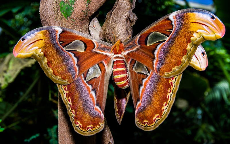 Atlas Butterfly stock photo. Image of wings, butterfly - 45303162
