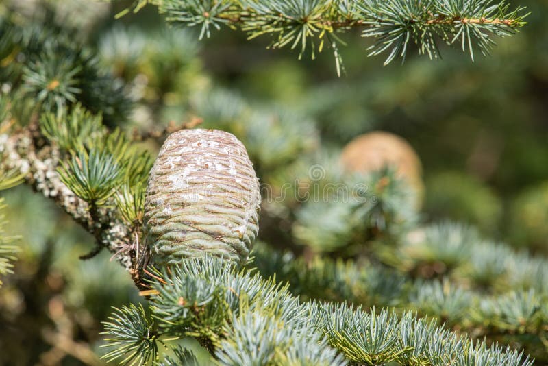 Atlas Cedar Cedrus Atlantica Stock Image - Image of color, natural ...