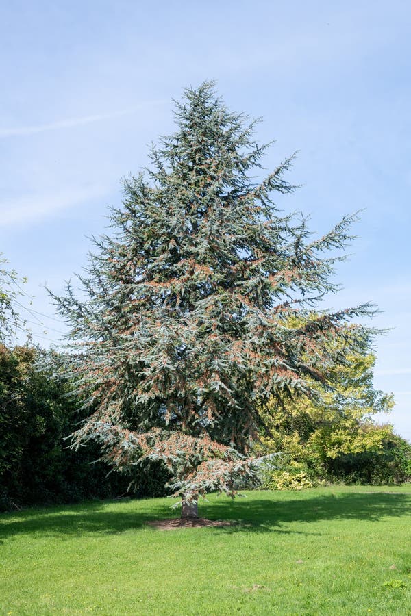 Atlas Cedar (cedrus Atlantica Stock Image - Image of close, closeup ...