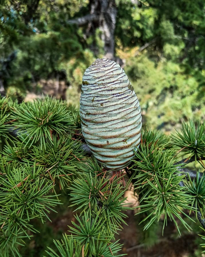 Atlas Cedar, Cedrus Atlantica - a Two-year-old Cone on a Tree Branch ...