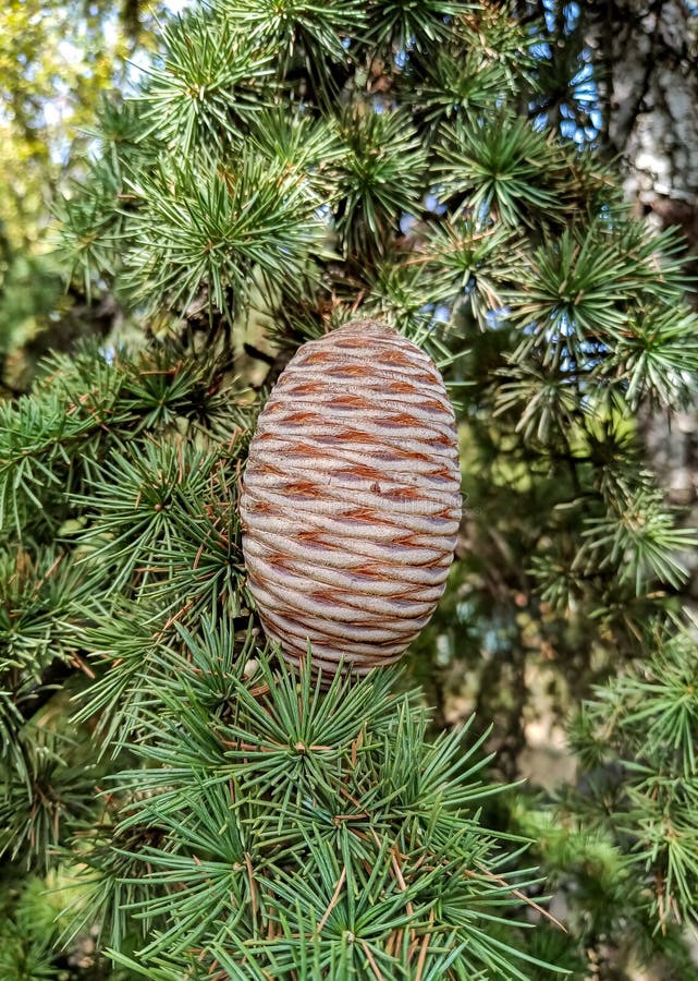 Atlas Cedar, Cedrus Atlantica - a Two-year-old Cone on a Tree Branch ...