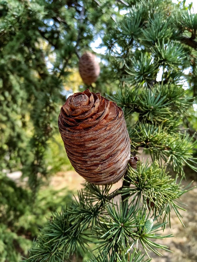 Atlas Cedar, Cedrus Atlantica - a Two-year-old Cone on a Tree Branch ...