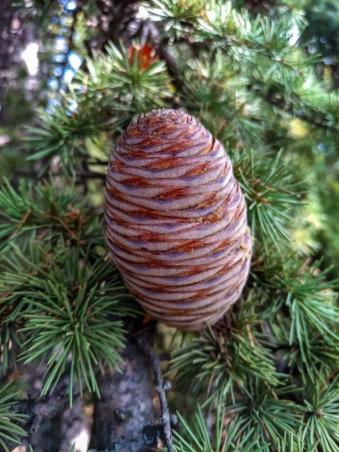 Atlas Cedar, Cedrus Atlantica - a Two-year-old Cone on a Tree Branch ...