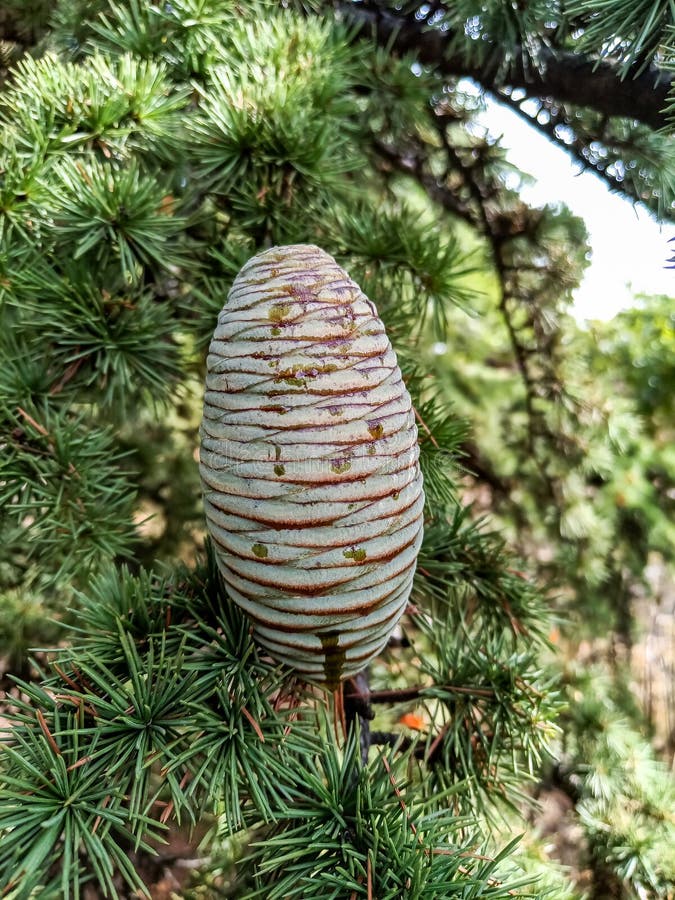 Atlas Cedar, Cedrus Atlantica - a Two-year-old Cone on a Tree Branch ...