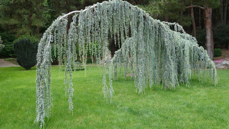 Atlas Cedar Glauca Pendula stock photo. Image of atlas - 118428362