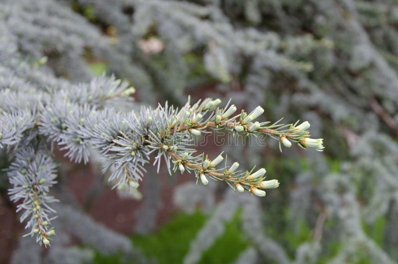 Atlas Cedar Tree, Cedrus Atlantica Stock Image - Image of atlas ...