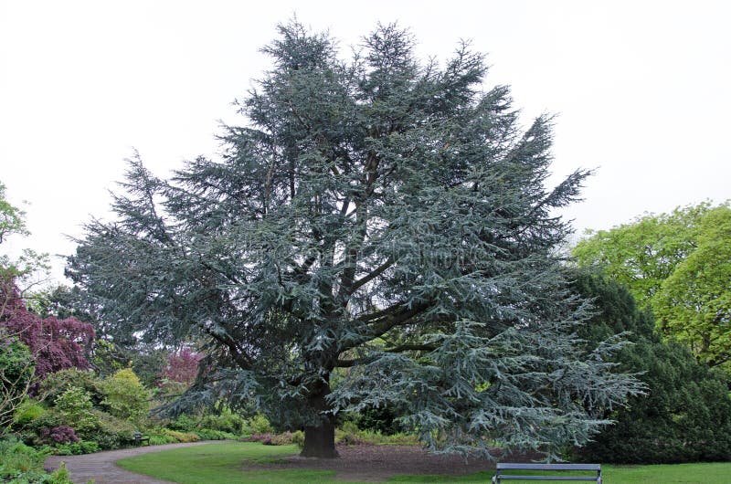 Atlas Cedar Tree, Cedrus Atlantica Stock Photo - Image of outdoors ...