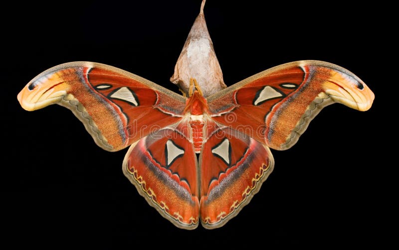 Atlas D'Attacus, Un Du Plus Grand Monde De Papillons. Photo stock ...