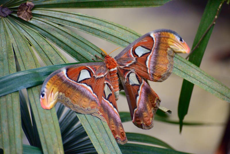 Ciclo De Vida Masculino De La Polilla De Atlas Del Attacus Imagen de ...