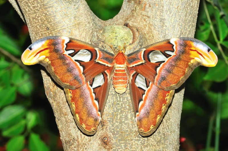 Freshly Eclosed Atlas Moth stock image. Image of color - 72717431