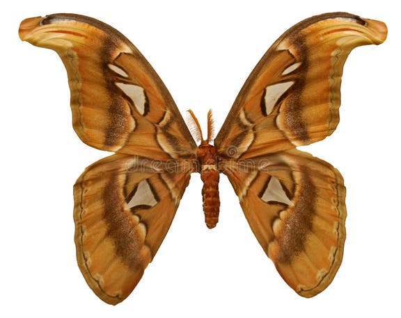 Atlas Moth Stock Illustrations – 264 Atlas Moth Stock Illustrations ...