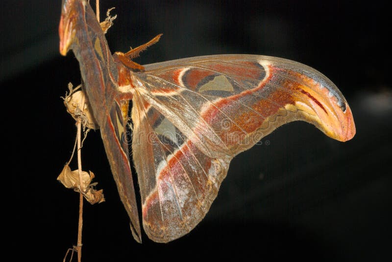 Cecropia Moth Portrait stock photo. Image of fuzzy, wild - 20164424