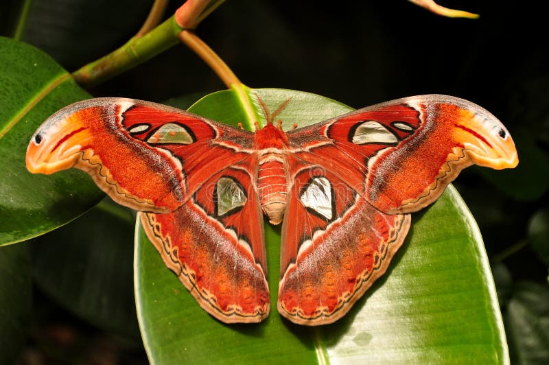 Atlas moth stock image. Image of color, wingspan, wings - 6885081