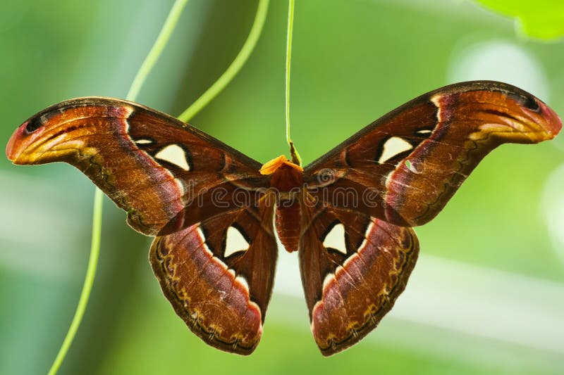 Tussar silk moth stock photo. Image of close, color, light - 19093288