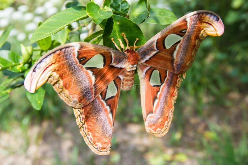 Atlas Moth stock image. Image of colorful, attacus, bright - 45968225