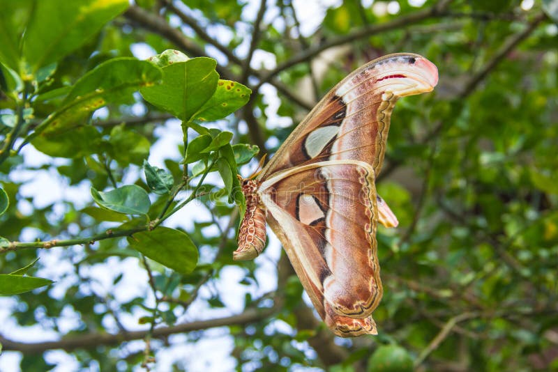 Atlas Moth stock image. Image of resting, butterfly, head - 45968287