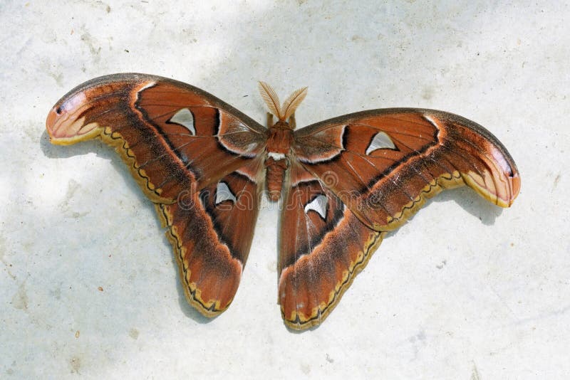 Atlas Butterfly - Attacus Atlas, The Biggest Butterfly - Picture. Image ...