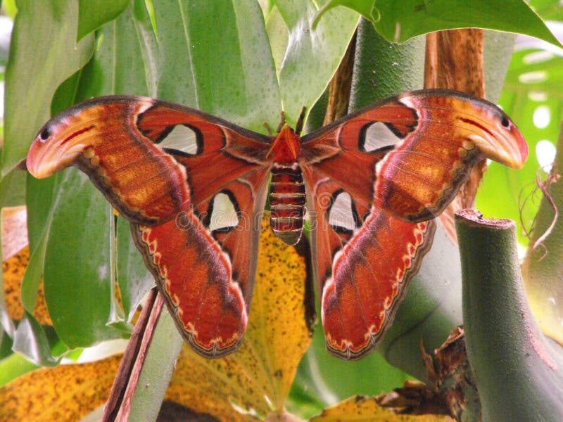 Atlas Moth with open wings stock photo. Image of colourful - 190856070