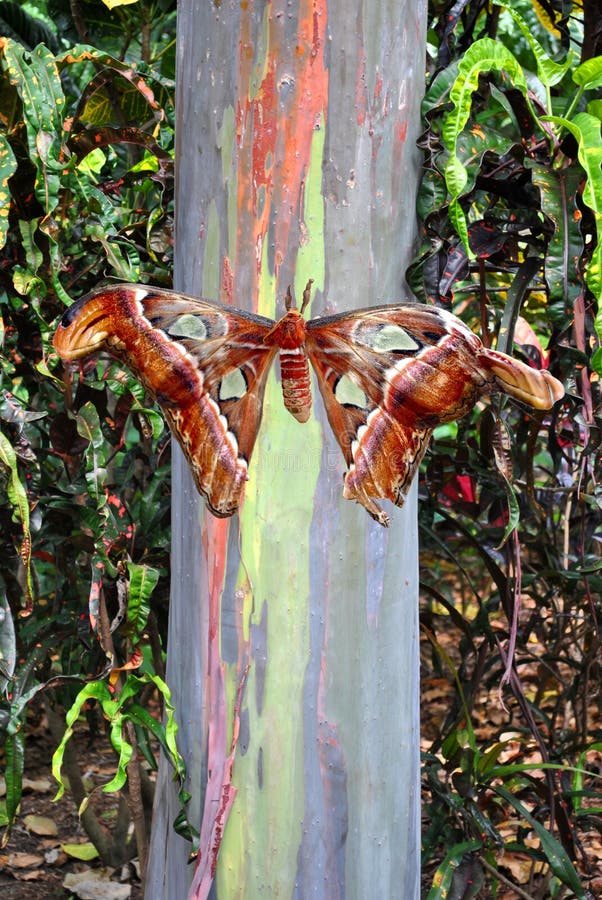 Rainbow Eucalyptus Tree Philippines Stock Photos - Free & Royalty-Free ...