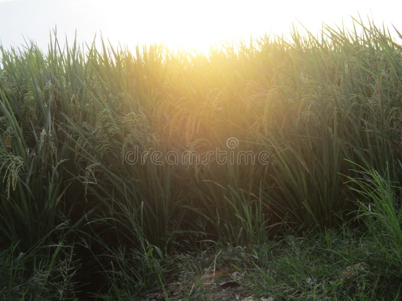 The Atmosphere of the Afternoon Sun in the Rice Fields Stock Image ...
