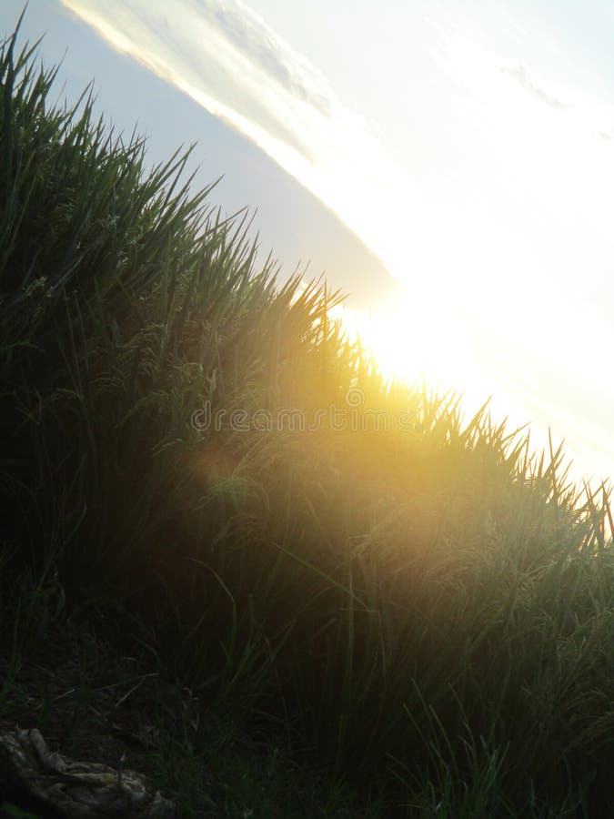 The Atmosphere of the Afternoon Sun in the Rice Fields Stock Image ...