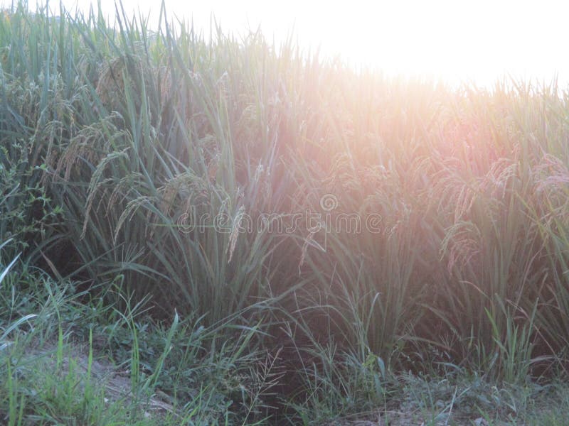 The Atmosphere of the Afternoon Sun in the Rice Fields Stock Photo ...