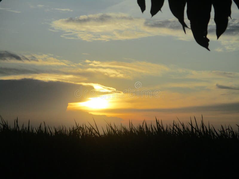 The Atmosphere of the Afternoon Sun in the Rice Fields Stock Image ...