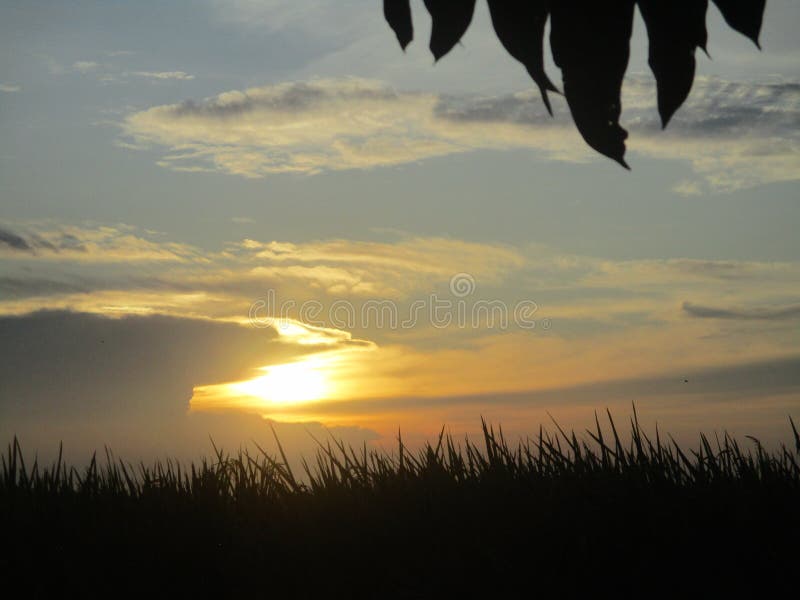 The Atmosphere of the Afternoon Sun in the Rice Fields Stock Photo ...