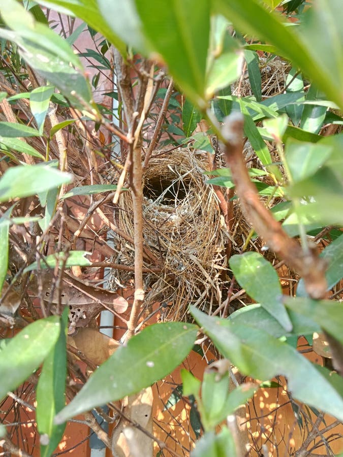 The Atmosphere of the Bird House As they Grow Up they Fly and Explore ...