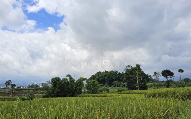 The Atmosphere is Bright Under a Lush Rice Field with Bright Clouds in ...