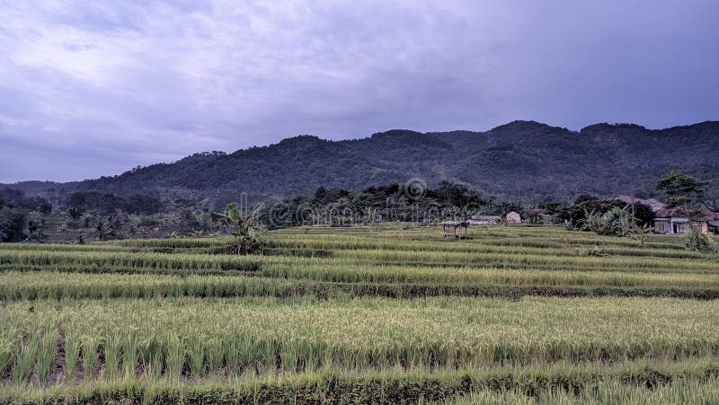 View of Rice Fields and Forest Stock Photo - Image of rice, countryside ...