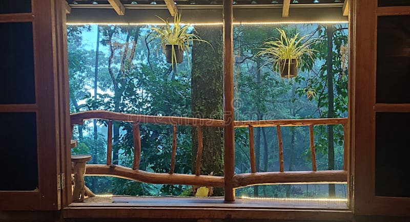 Atmosphere of Dim Night Lights in the Forest Stock Photo - Image of ...