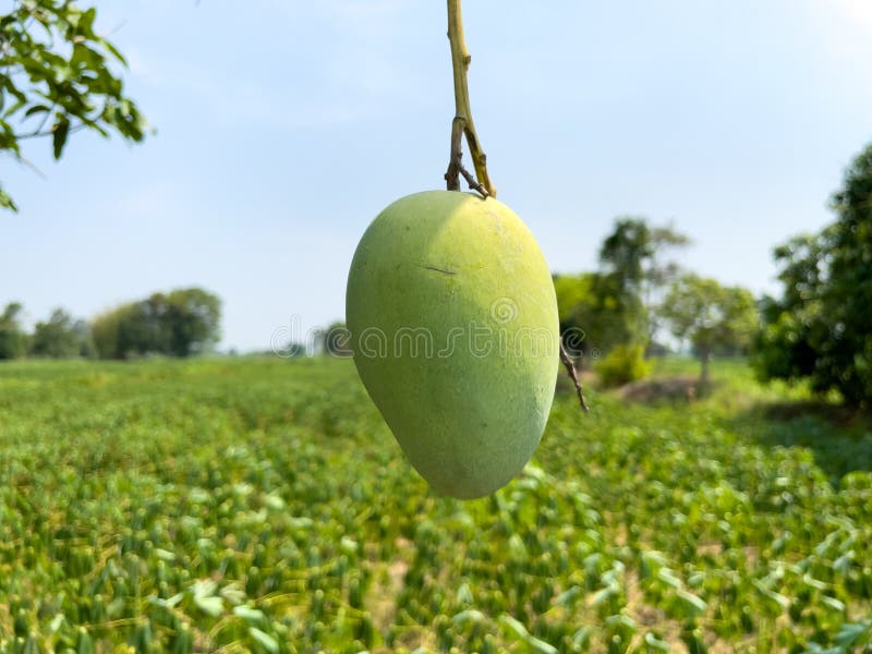 I want to pick this mango. stock photo. Image of flower - 238978456