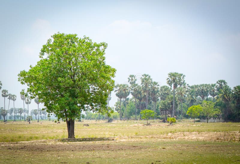 Atmosphere of field stock image. Image of atmosphere - 117510209