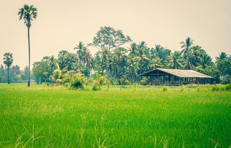 Atmosphere of field stock photo. Image of thailand, rice - 117511274