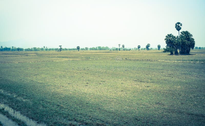 Atmosphere of field stock image. Image of plant, rice - 117510279