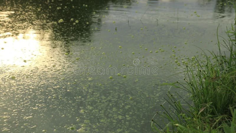 Algae in Fish Ponds that Form Bubbles Stock Footage - Video of ...