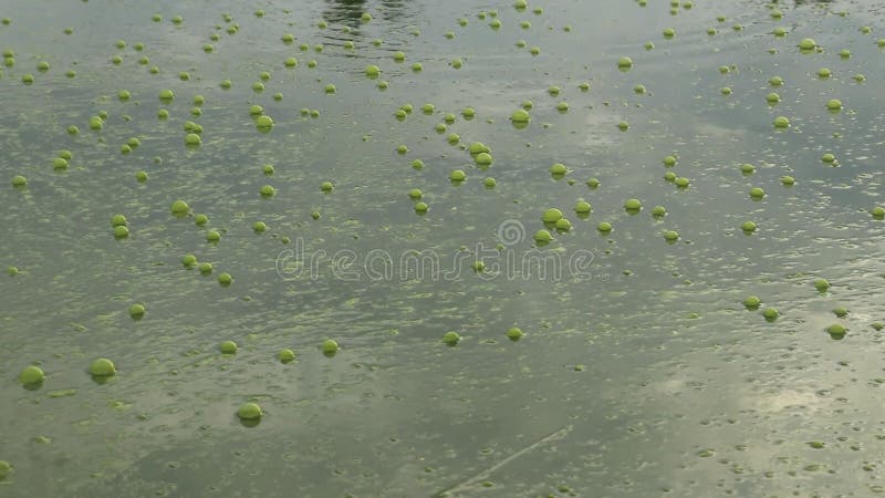 Algae in Fish Ponds that Form Bubbles Stock Footage - Video of plant ...