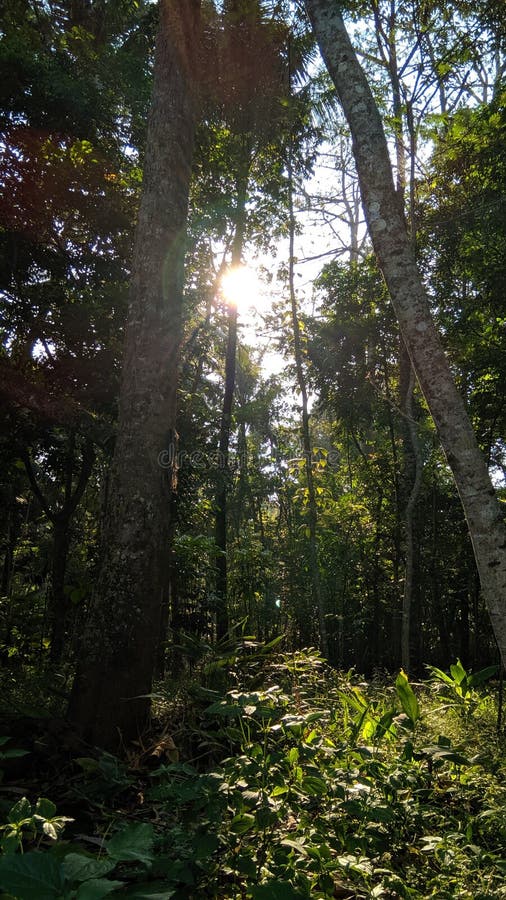 The Atmosphere in the Forest during the Day Stock Image - Image of ...