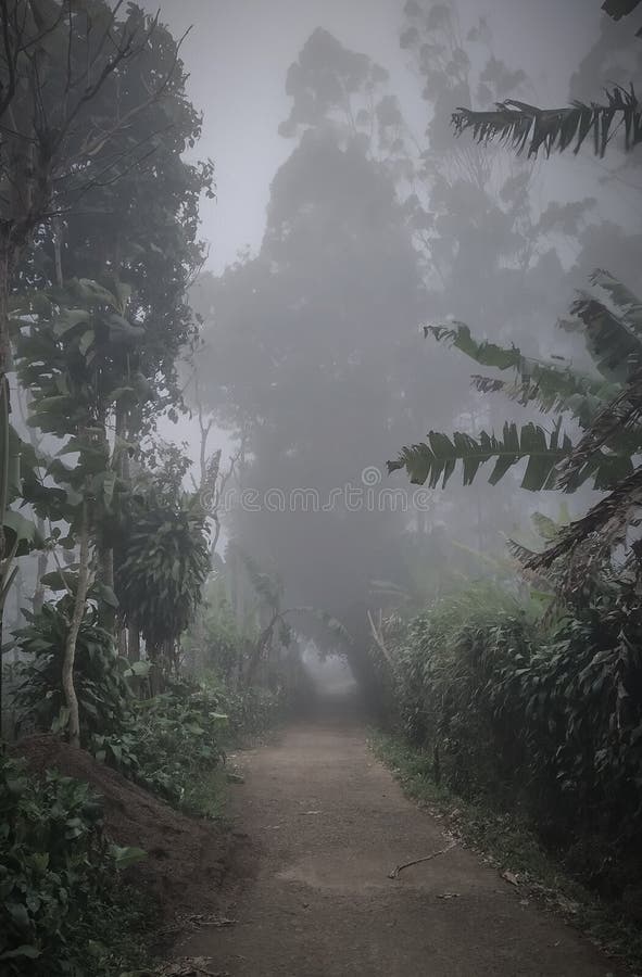 The Atmosphere of the Forest when Running in the Afternoon Stock Image ...