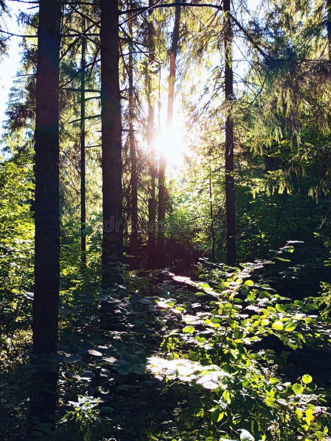 Atmosphere Forest sunset stock image. Image of fore - 256126165