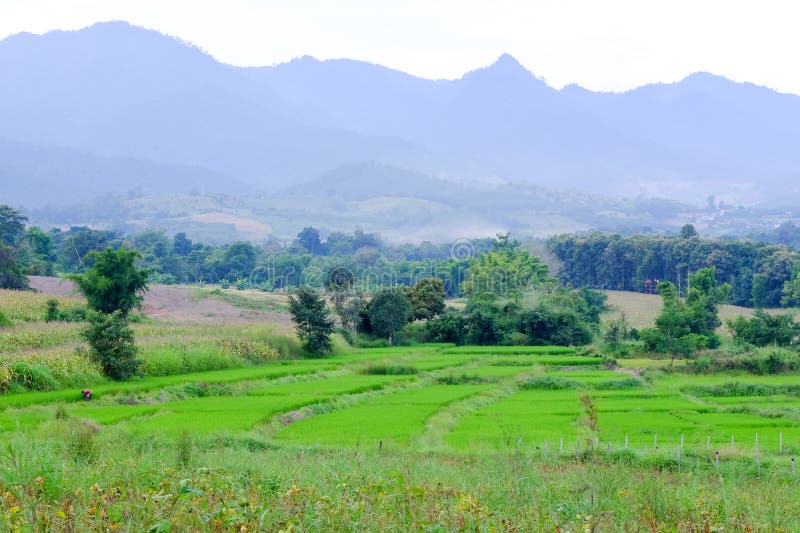 The Atmosphere of the Green Field Stock Image - Image of town, flower ...