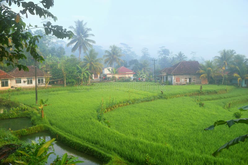 The Atmosphere of Green Rice Fields in a Village Stock Image - Image of ...