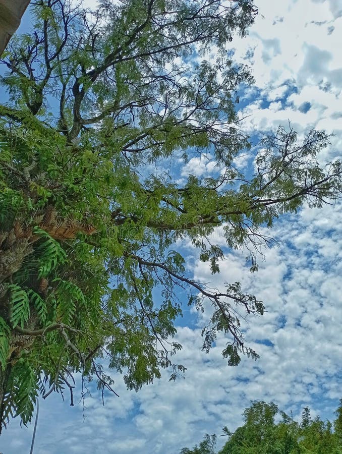 Atmosphere Late Afternoon, Hot Sun. Stock Image - Image of green ...