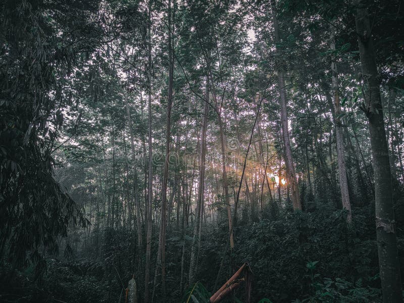 The Atmosphere in the Middle of the Forest is Filled with Trees Stock ...
