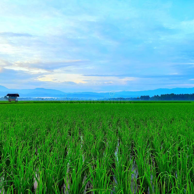 The Atmosphere in the Morning in the Rice Fields Stock Photo - Image of ...